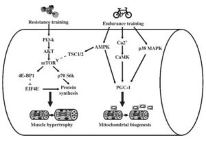 The Interference Phenomenon: Can Too Much Cardio Decrease Muscle Mass ...